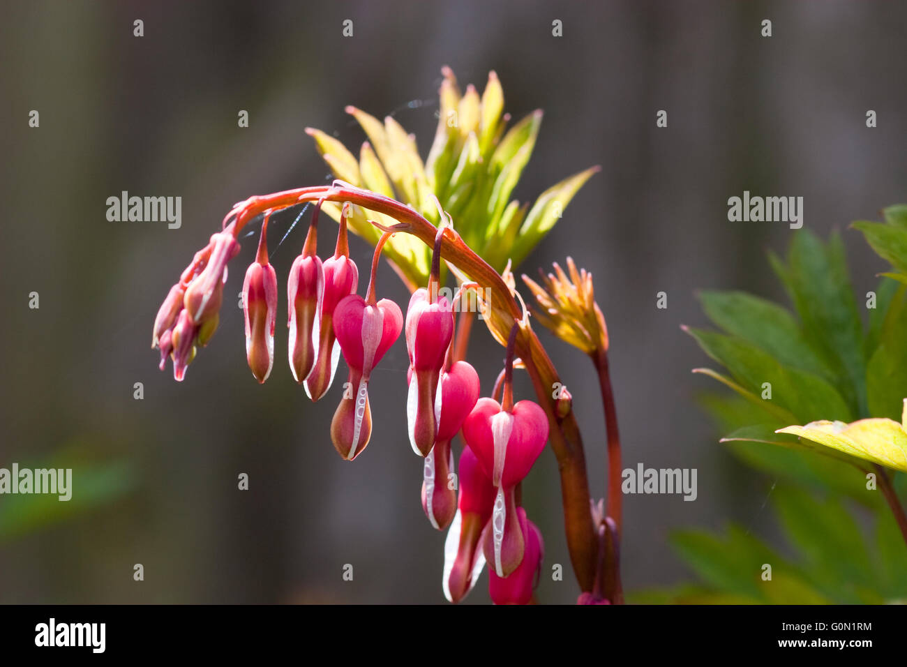 Pink and red heart shaped flowers of Lamprocapnos spectabilis, formerly ...