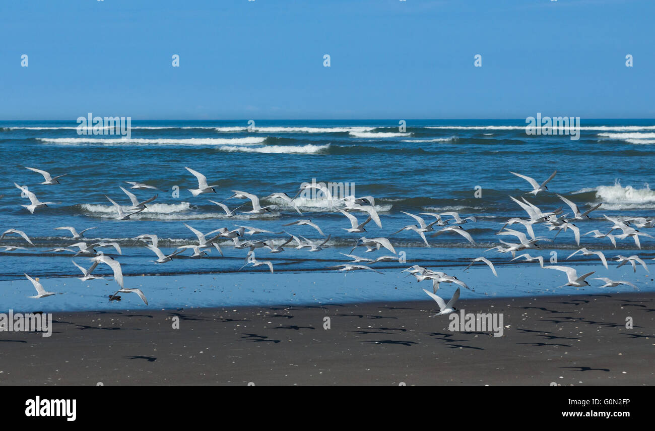 Sea birds taking flight on a beautiful blue beach Stock Photo - Alamy