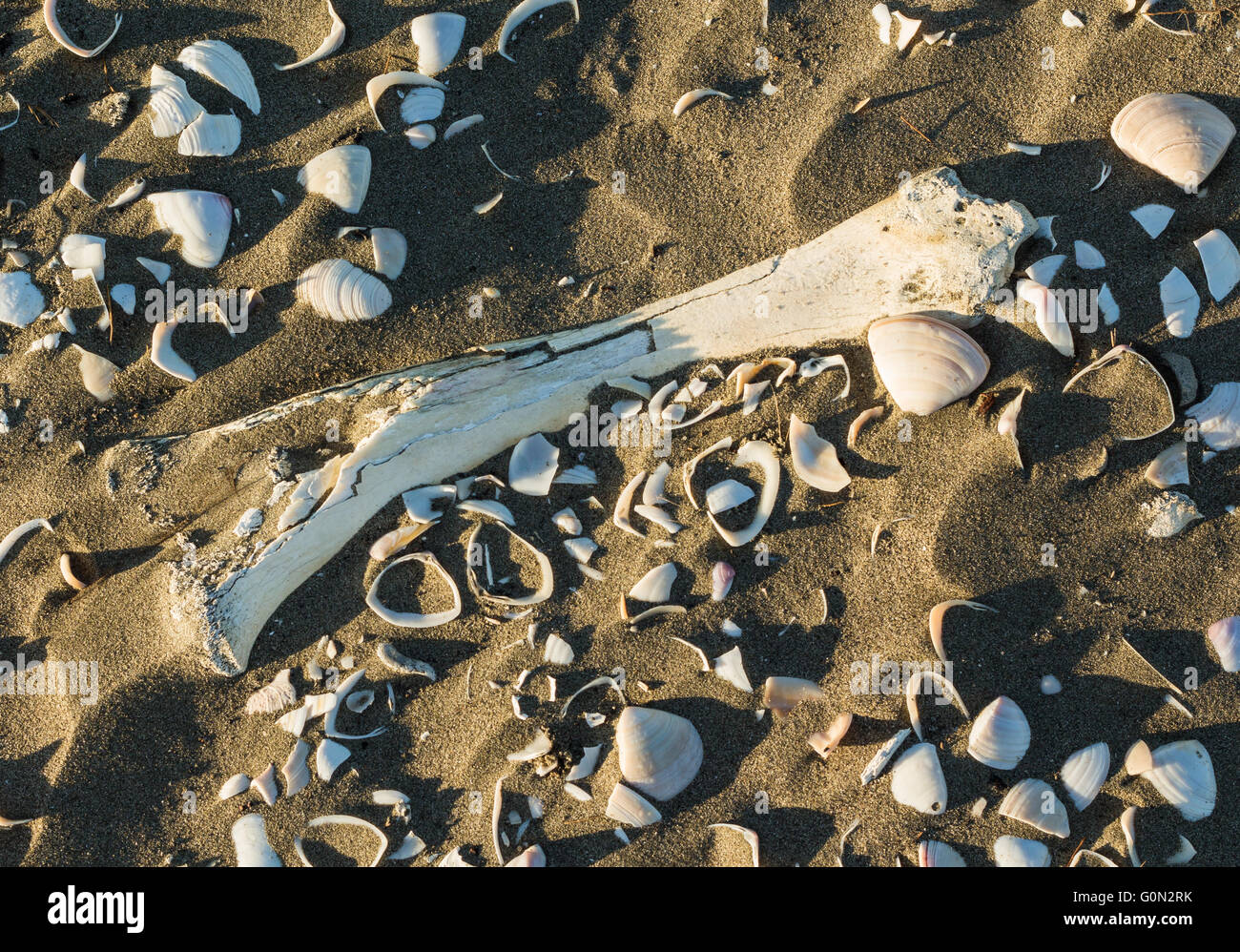Old broken bone laying in the sand with seashells around it Stock Photo ...