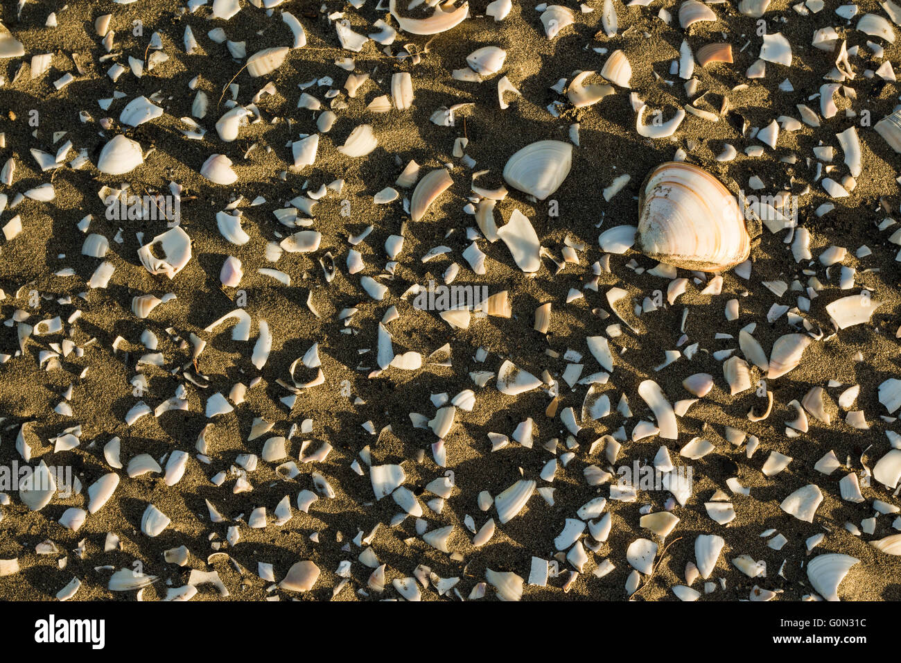Broken shell fragments laying in the sand Stock Photo - Alamy