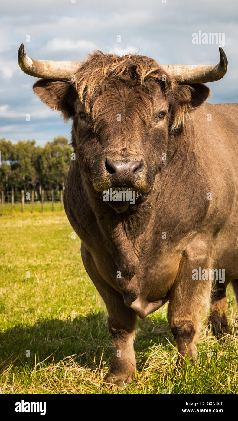 Highland bull looking big and strong with his long horns Stock Photo ...