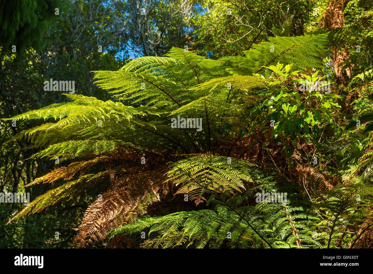 Ferns of New Zealand in a native bush area Stock Photo - Alamy