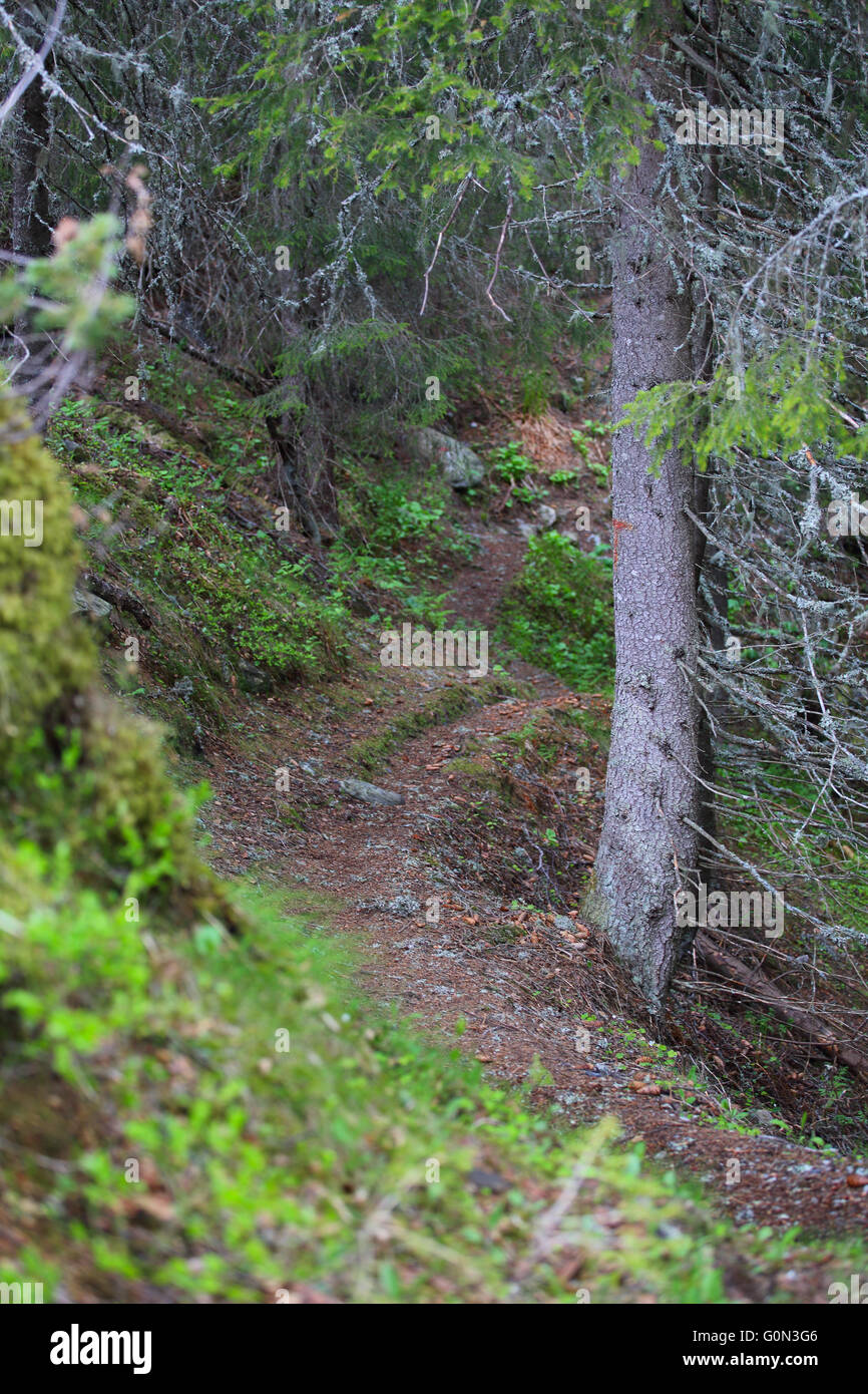 Footpath in summer mountain forest, Rjukan, Norway Stock Photo - Alamy