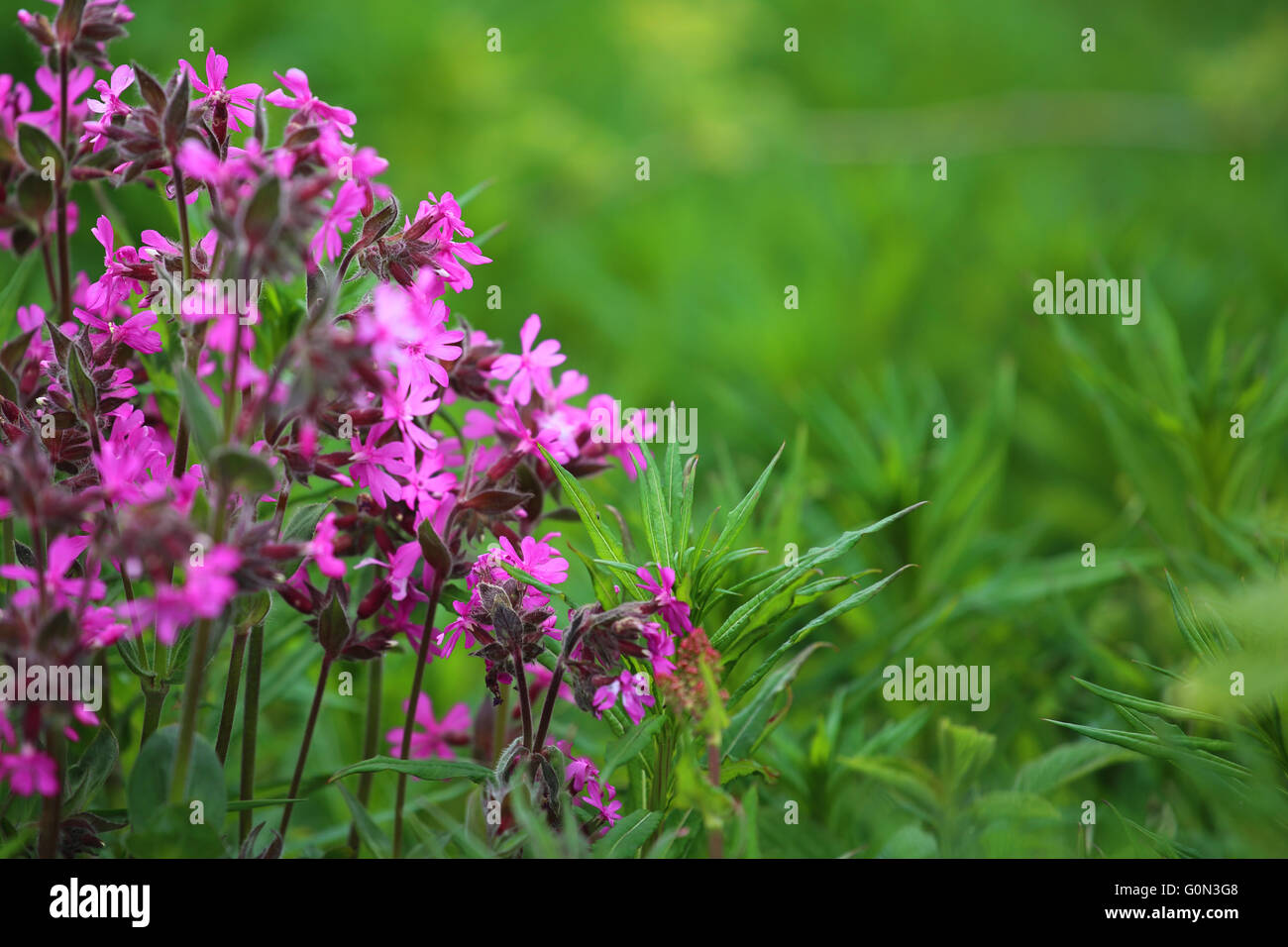 Wild spring flowers in grass natural background Stock Photo - Alamy