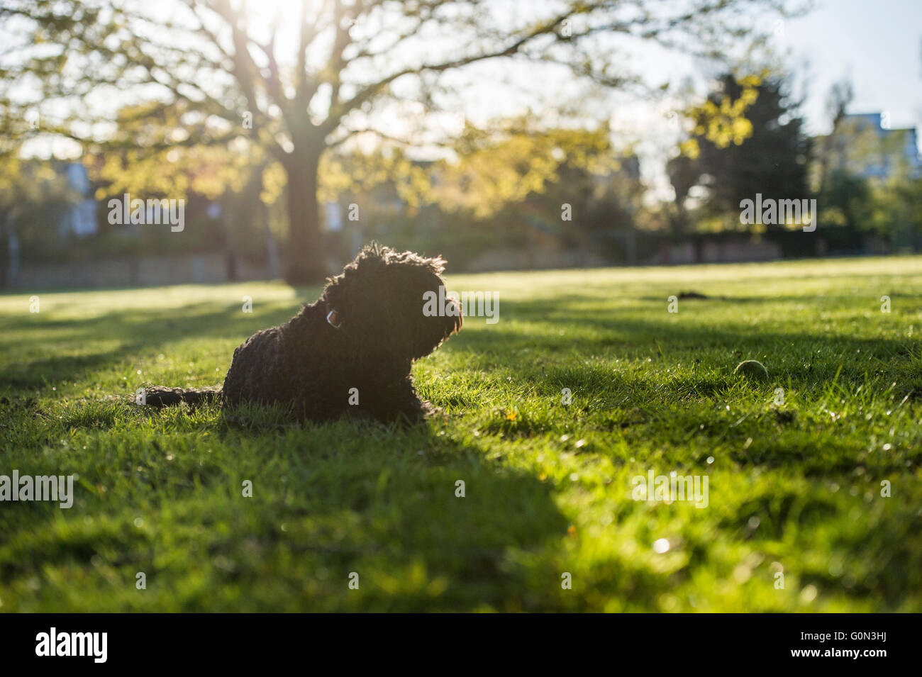 A small black cockapoo dog with a tennis ball Stock Photo - Alamy