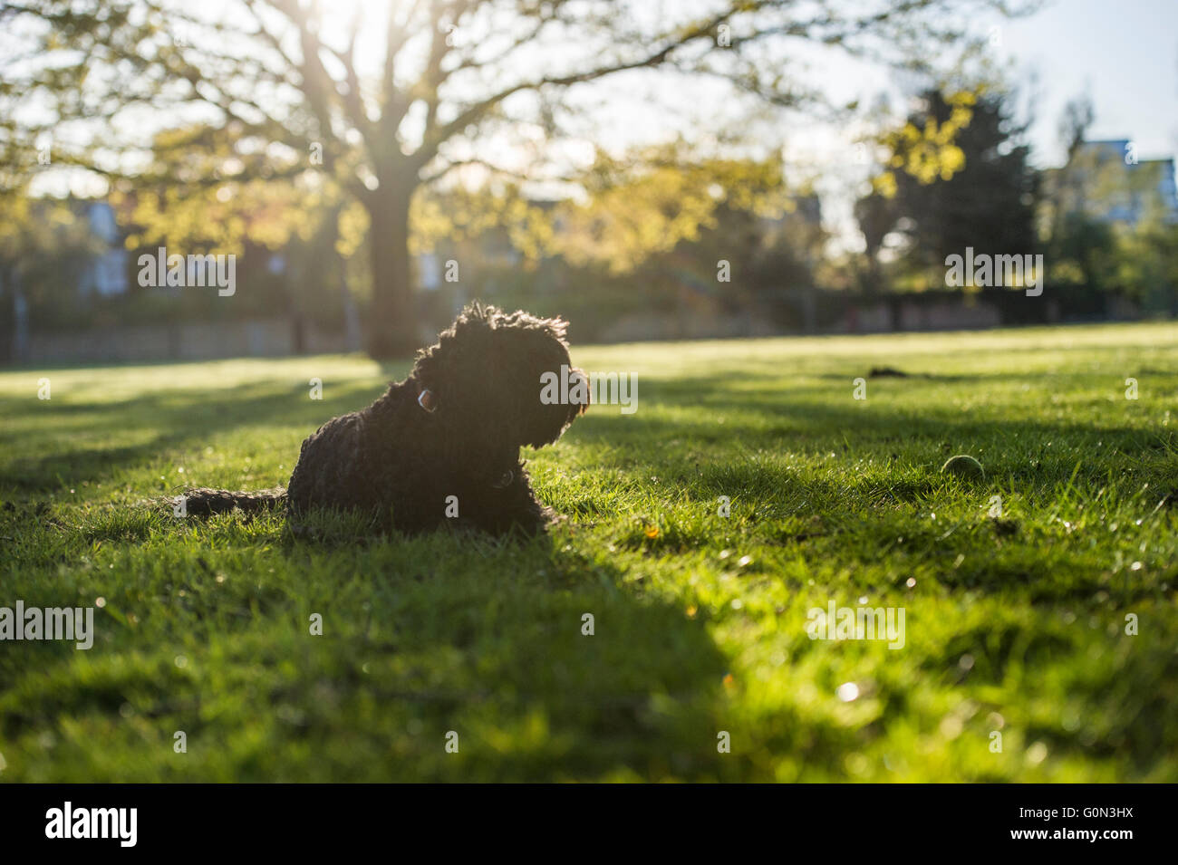 A small black cockapoo dog with a tennis ball Stock Photo - Alamy
