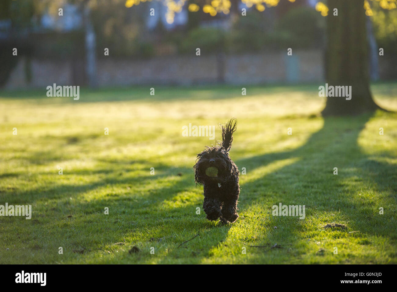 A small black cockapoo dog with a tennis ball Stock Photo - Alamy