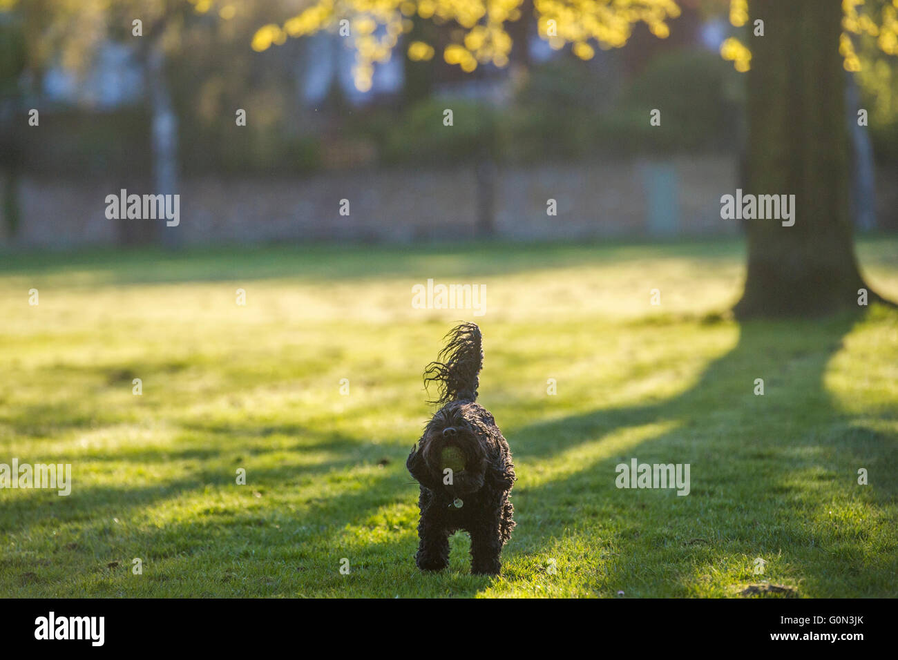 A small black cockapoo dog with a tennis ball Stock Photo - Alamy
