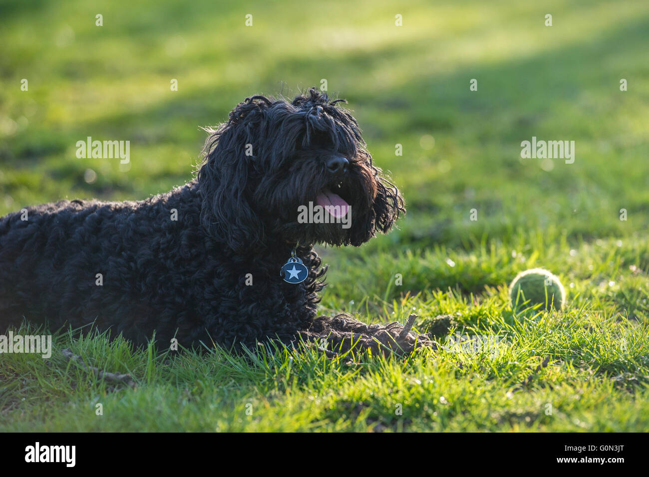 A small black cockapoo dog with a tennis ball Stock Photo - Alamy