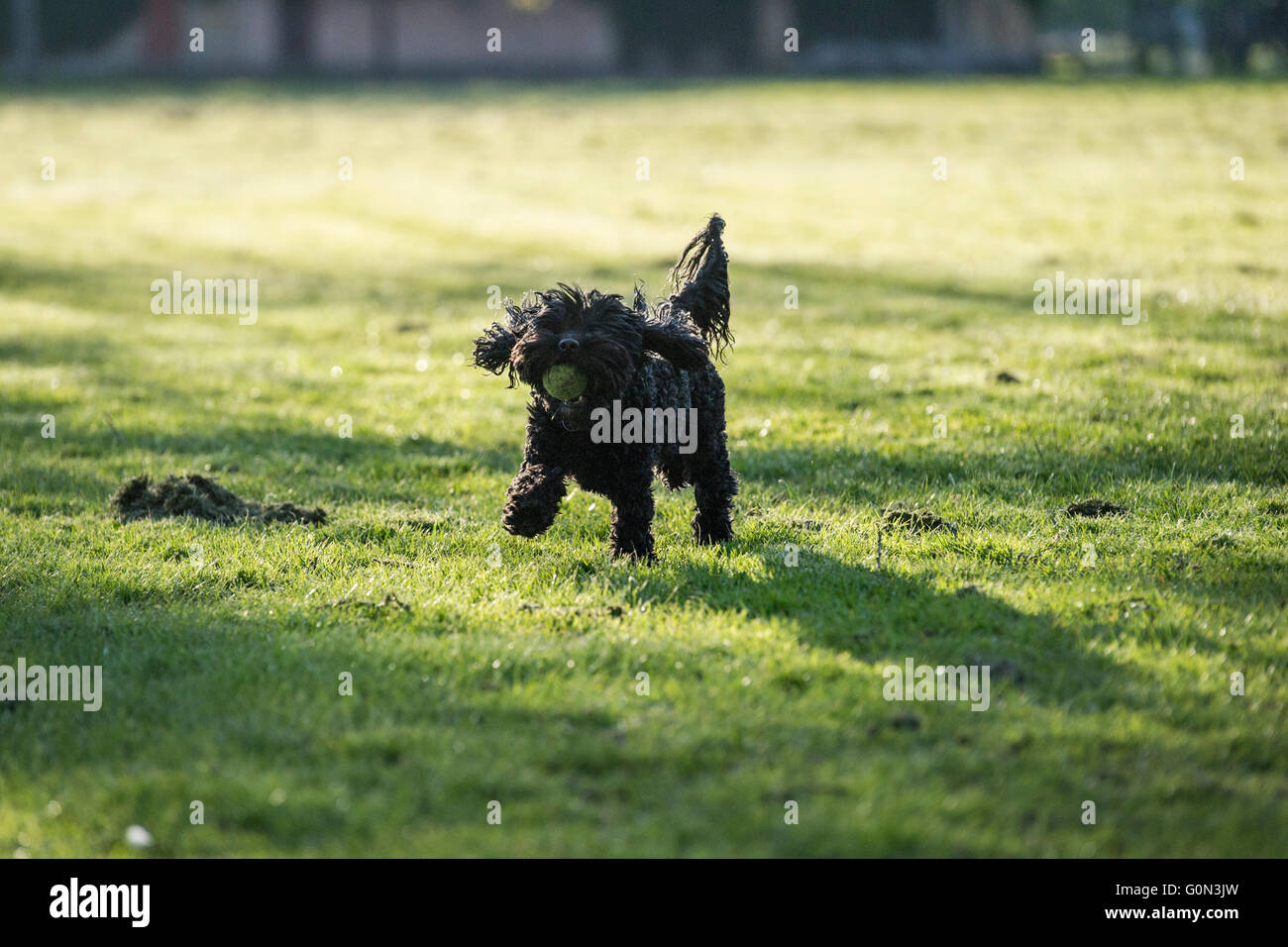 A small black cockapoo dog with a tennis ball Stock Photo - Alamy