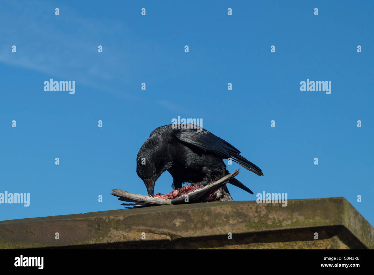 Crow eating meat hi-res stock photography and images - Alamy