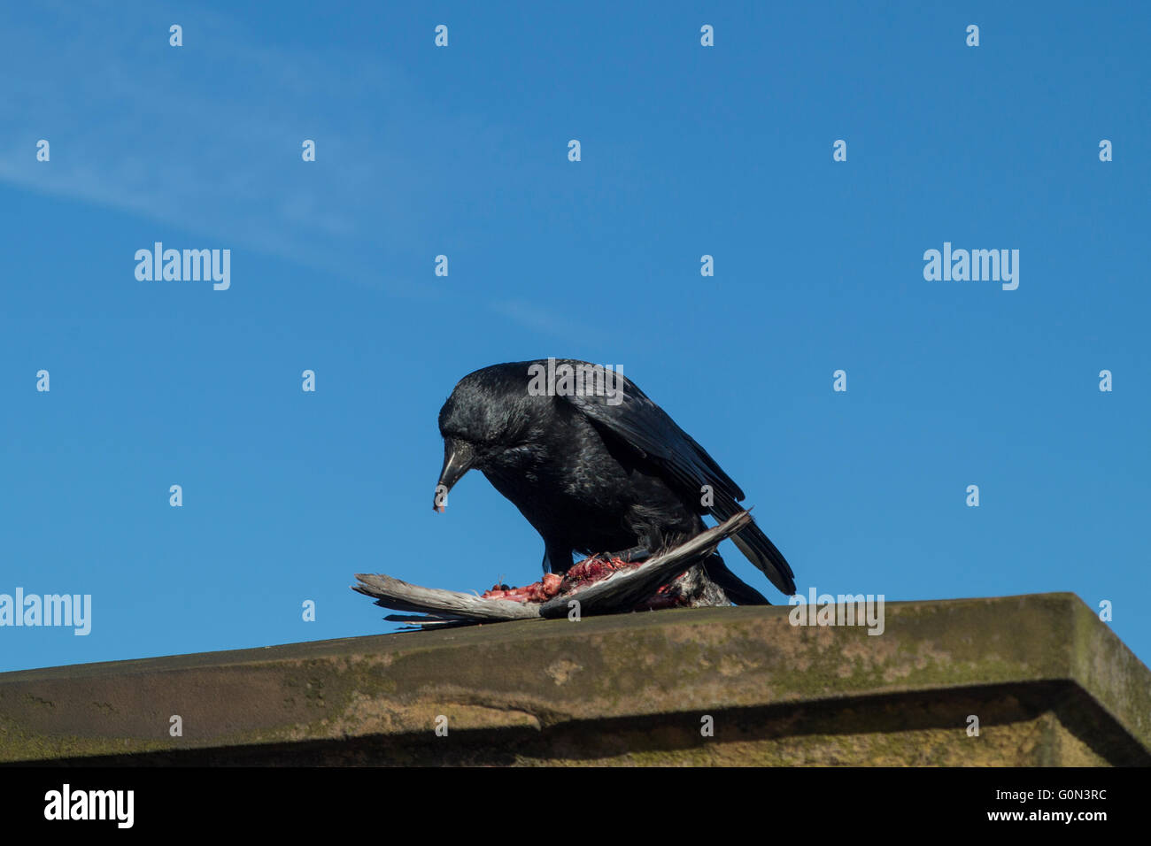 A crow eats a pigeon in London Stock Photo - Alamy