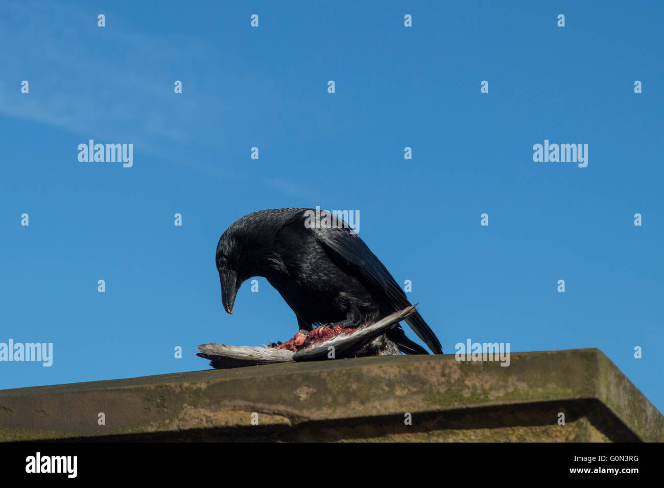 Crow eating meat hi-res stock photography and images - Alamy