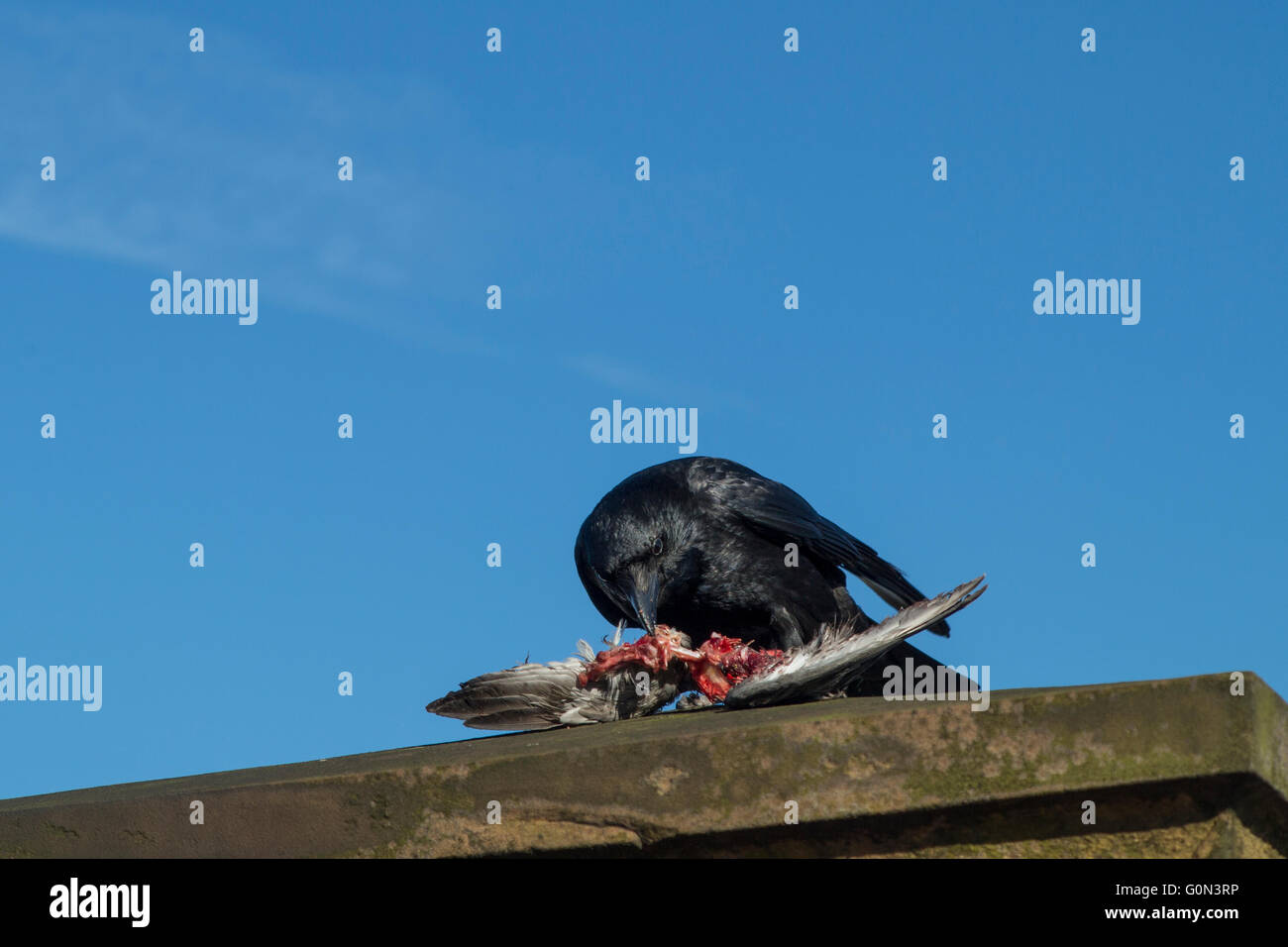 A crow eats a pigeon in London Stock Photo - Alamy