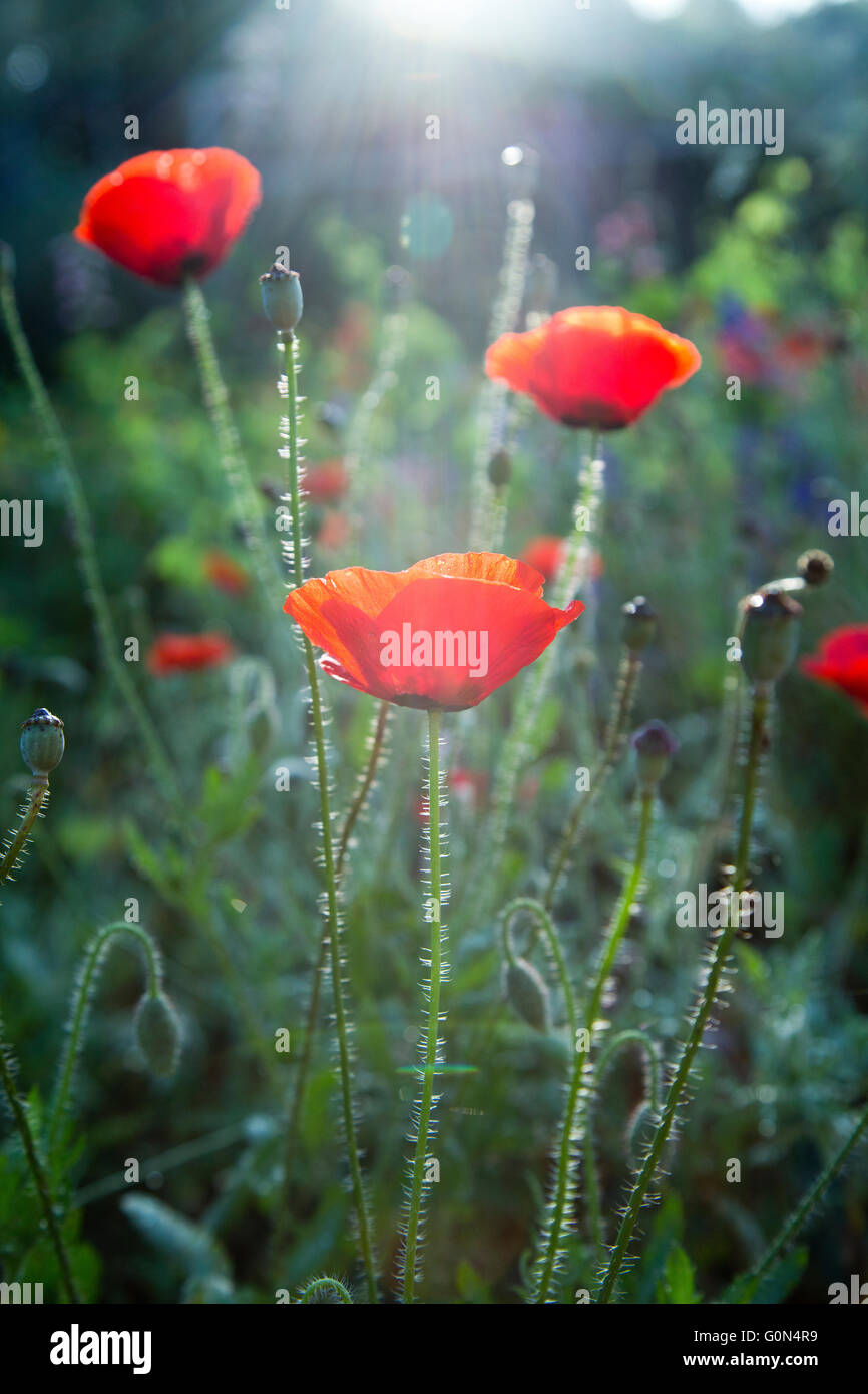 Red Poppy Flowers Stock Photo - Alamy