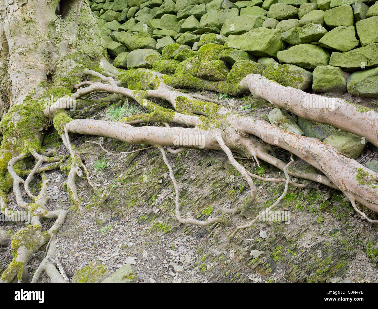 Exposed tree hi-res stock photography and images - Alamy