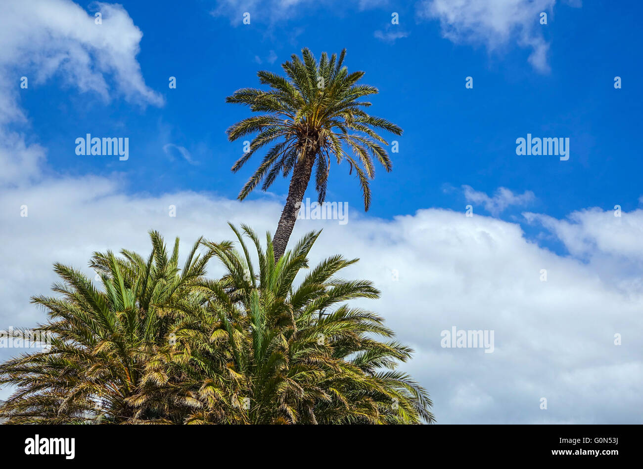 Tall palm tree hi-res stock photography and images - Alamy