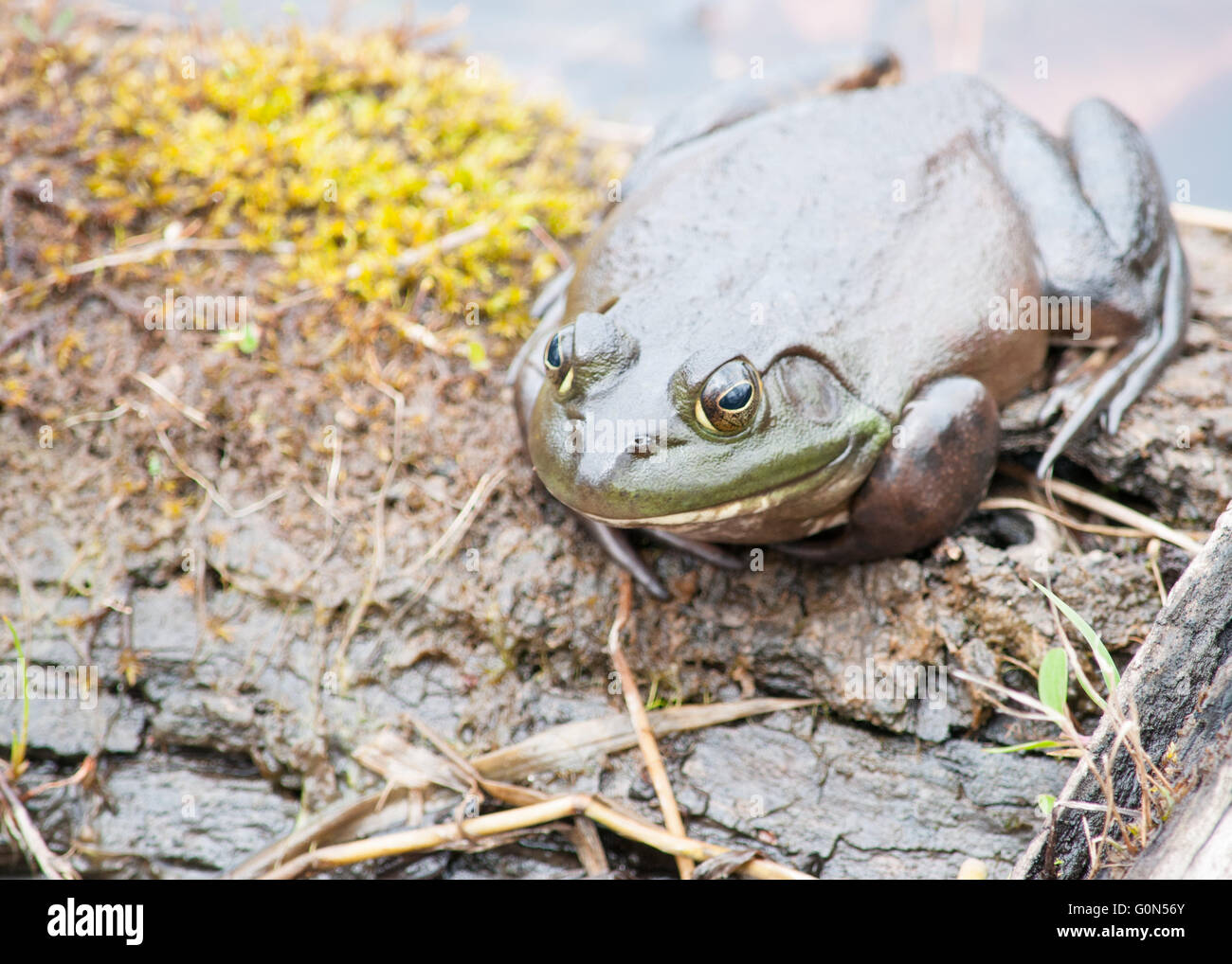 Bullfrog sitting on a log in a swamp Stock Photo - Alamy