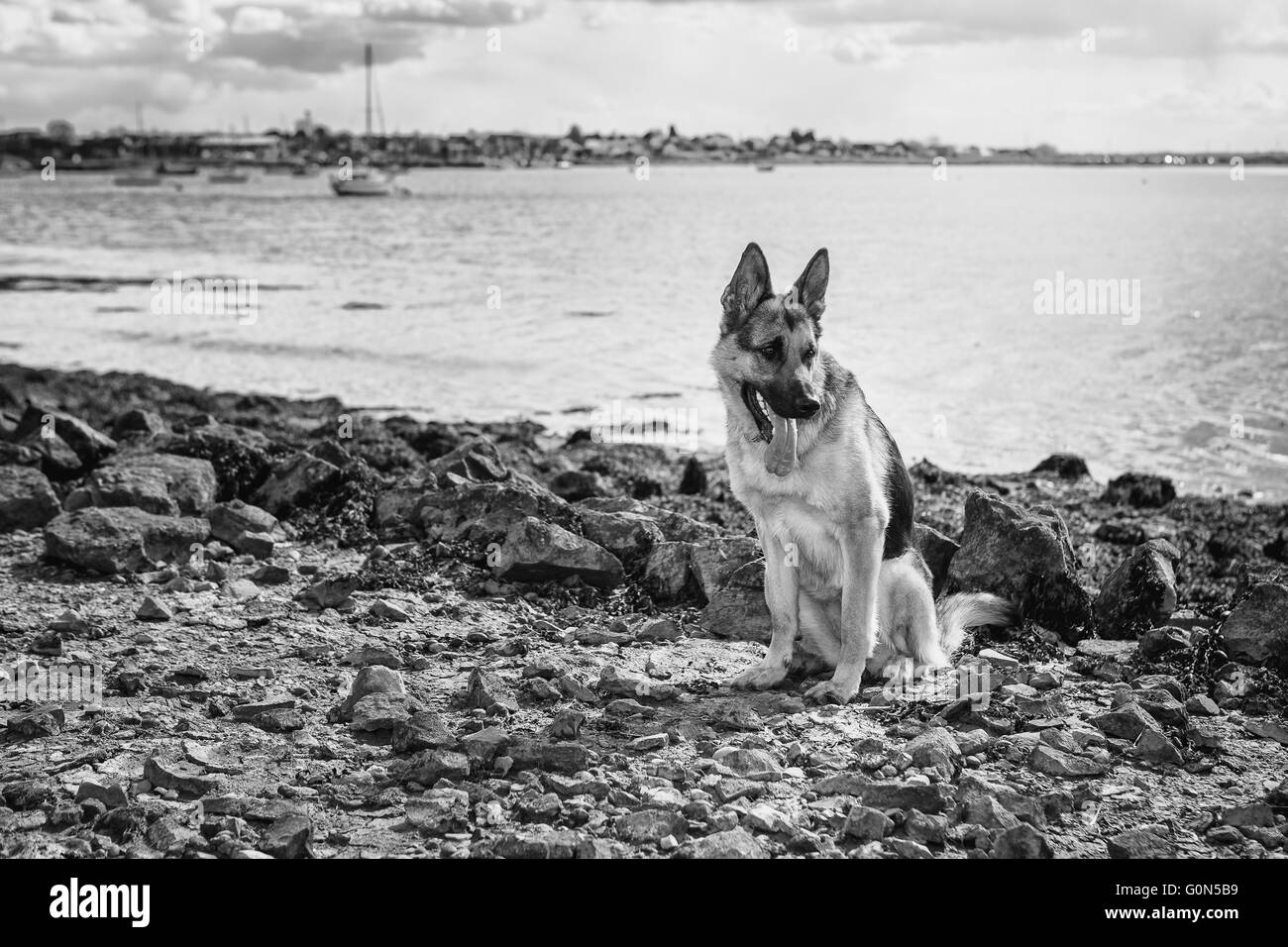 German Shepherd Alsatian Stock Photo - Alamy