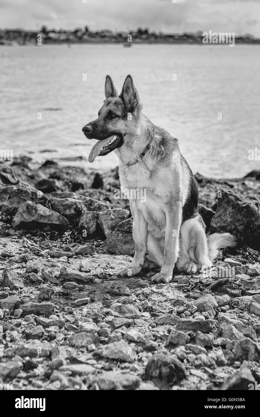 German Shepherd Alsatian Stock Photo - Alamy