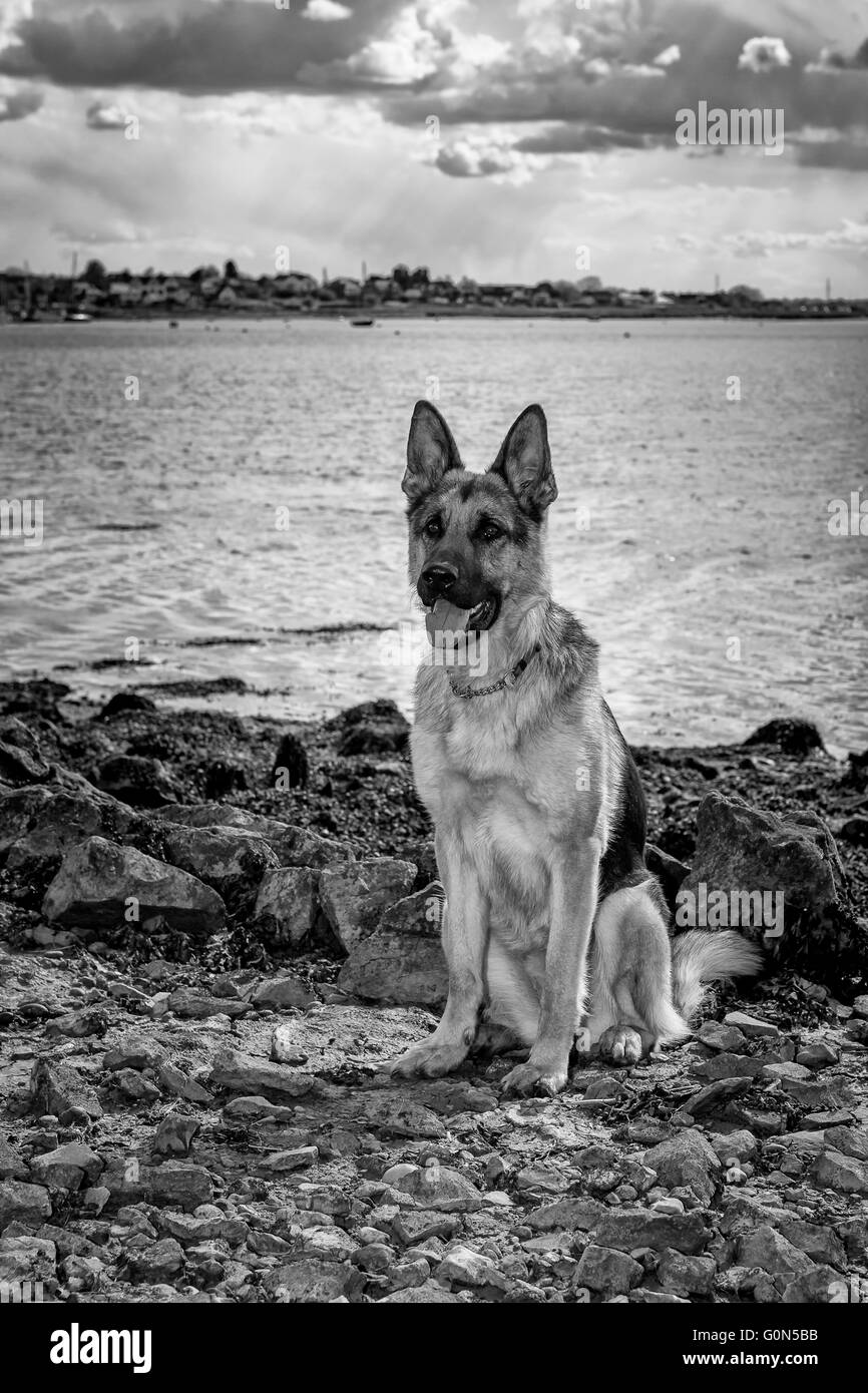 German Shepherd Alsatian Stock Photo - Alamy