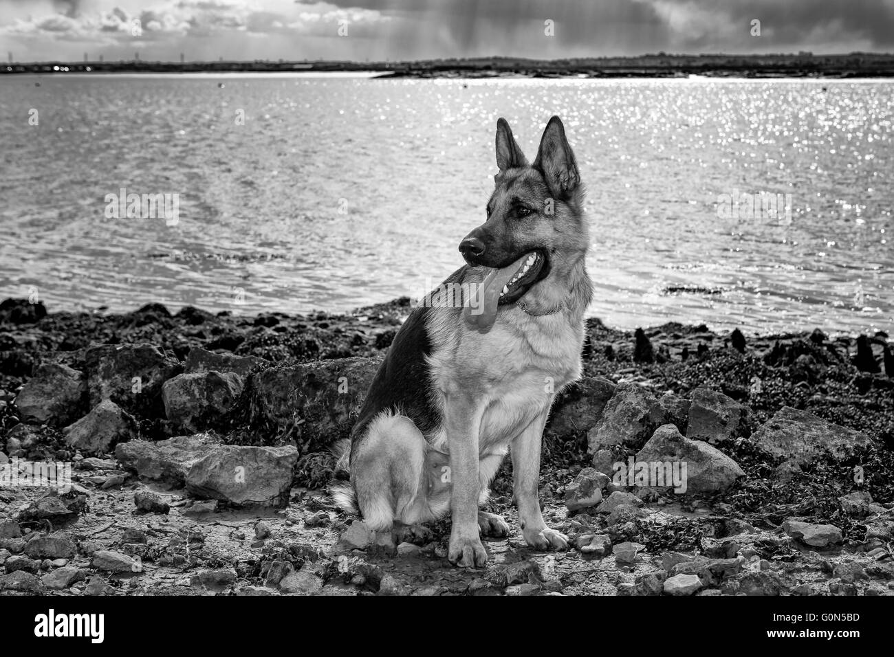 German Shepherd Alsatian Stock Photo - Alamy