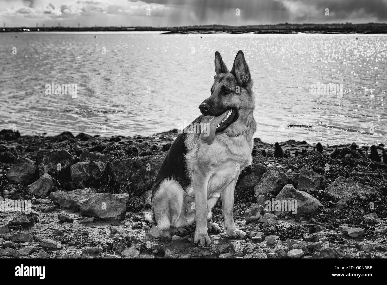 German Shepherd Alsatian Stock Photo - Alamy