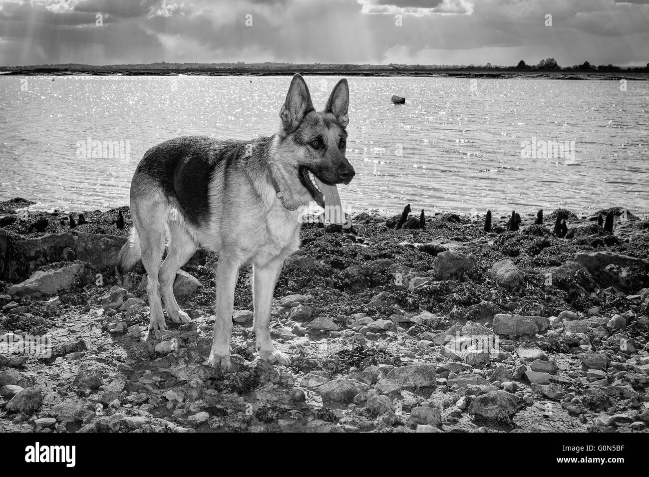 German Shepherd Alsatian Stock Photo - Alamy