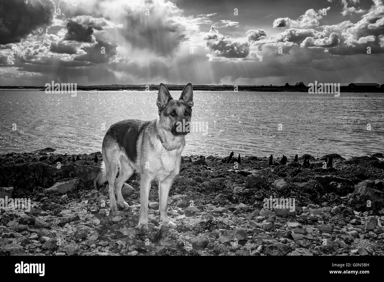 German Shepherd Alsatian Stock Photo - Alamy