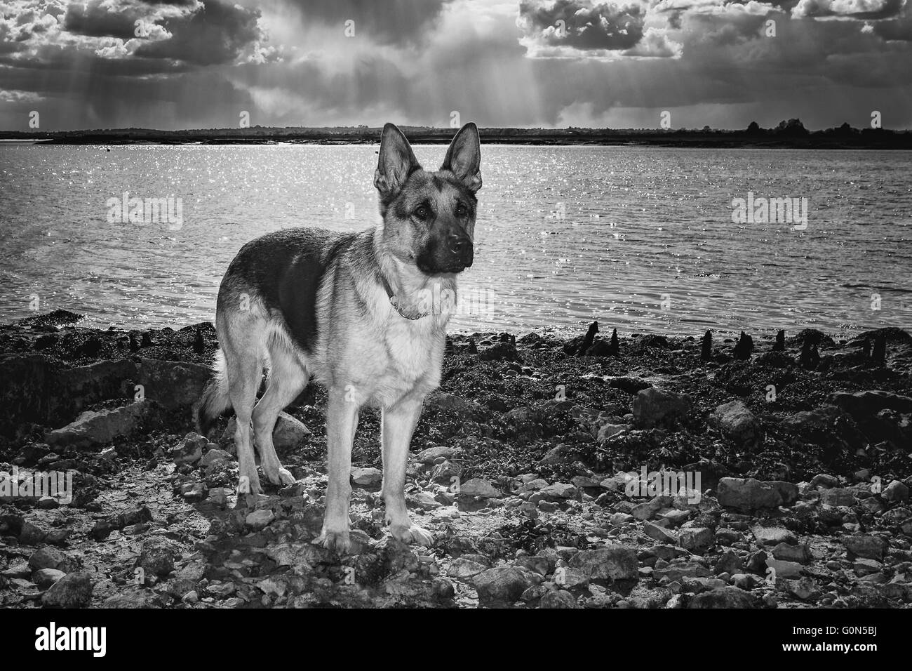 German Shepherd Alsatian Stock Photo - Alamy
