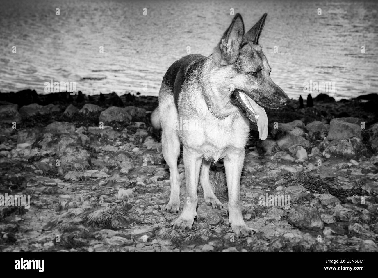 German Shepherd Alsatian Stock Photo - Alamy