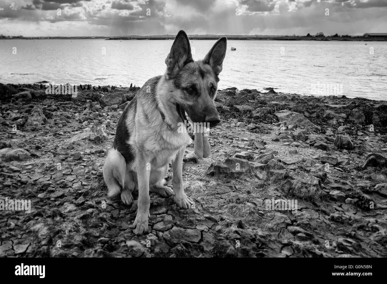 German Shepherd Alsatian Stock Photo - Alamy