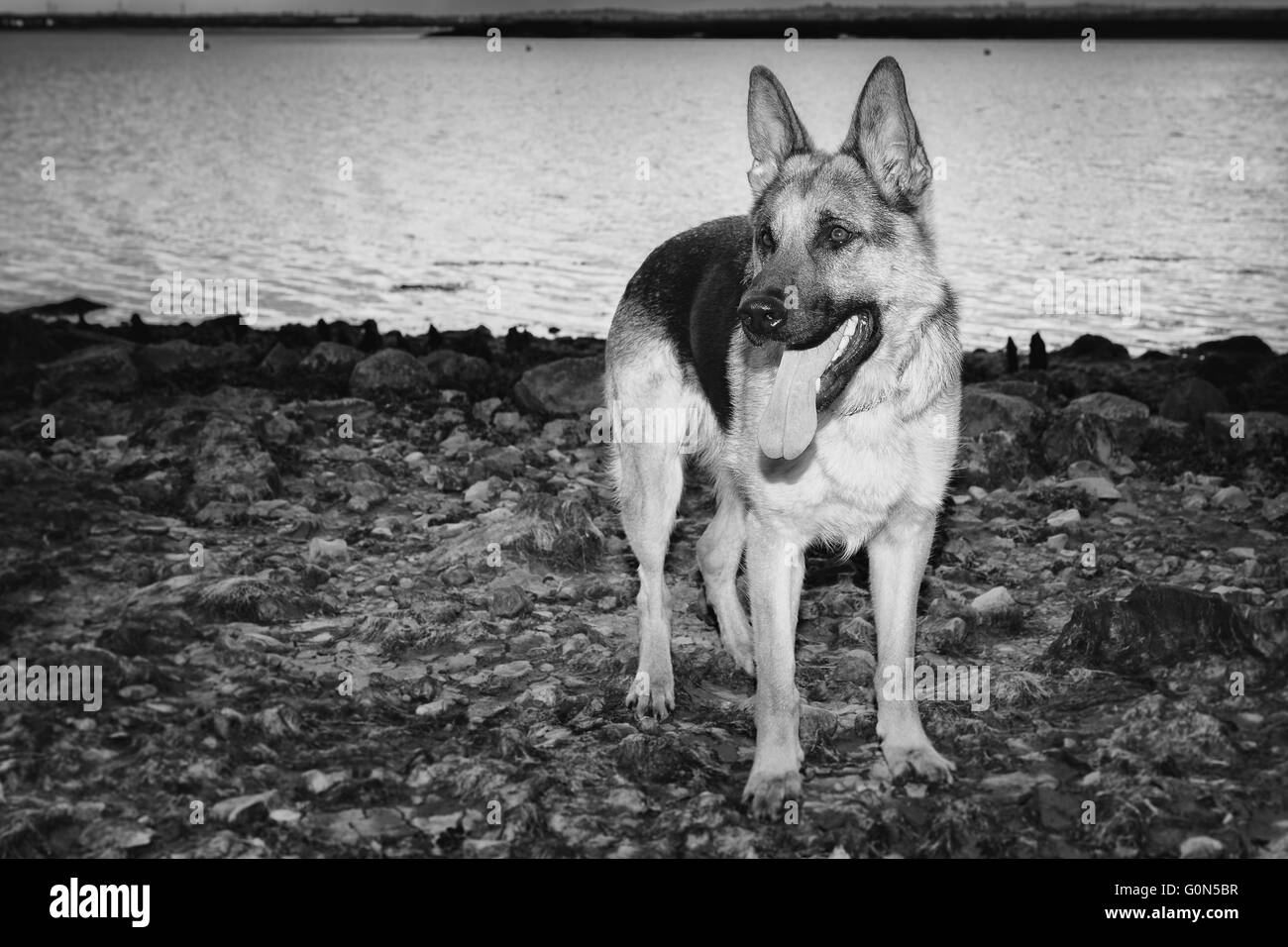 German Shepherd Alsatian Stock Photo - Alamy