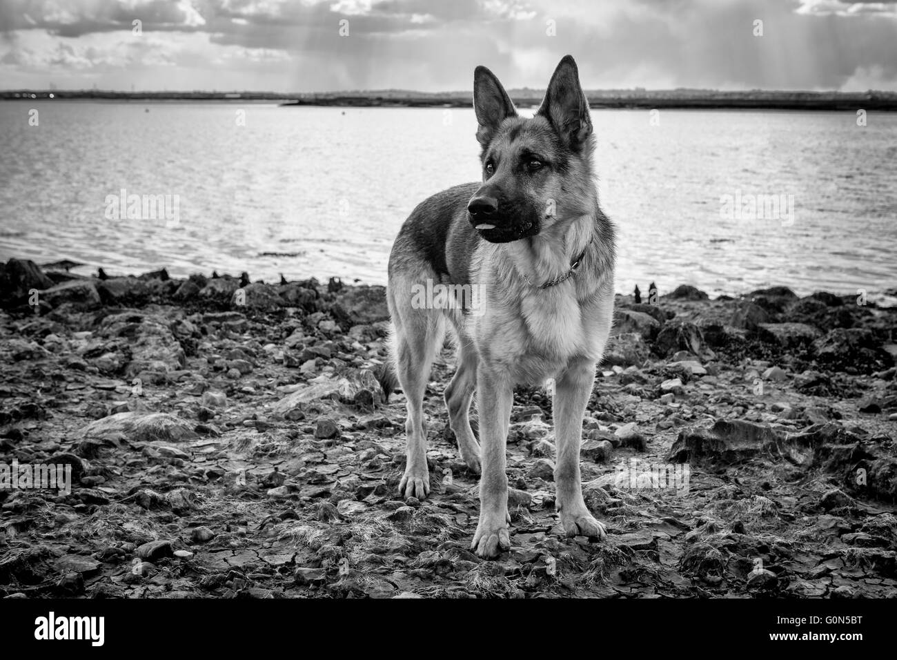 German Shepherd Alsatian Stock Photo - Alamy