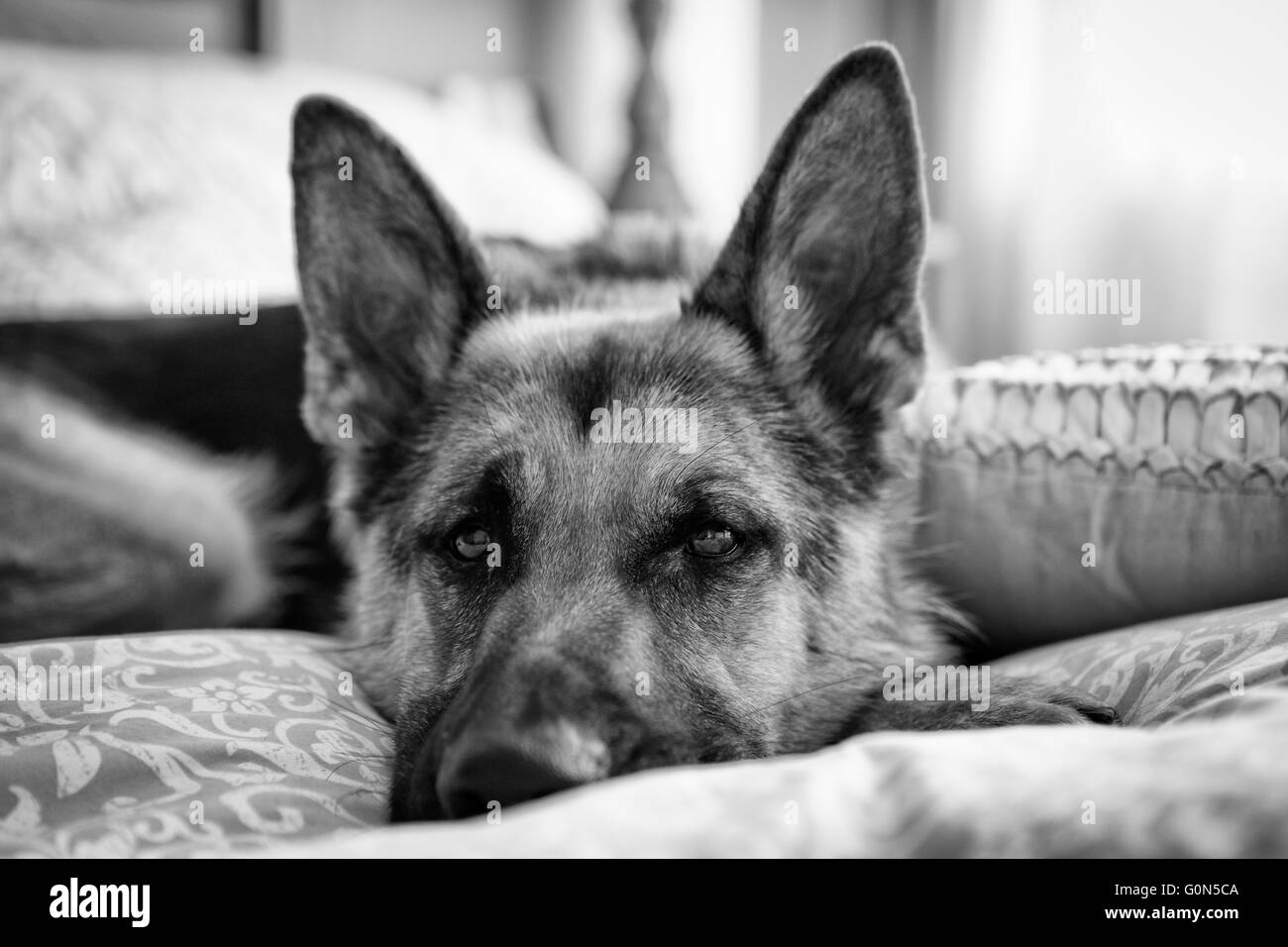 Alsatian, Dog, German Shepherd Stock Photo - Alamy