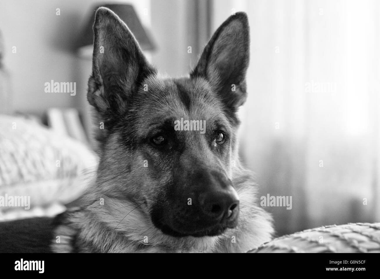 Alsatian, Dog, German Shepherd Stock Photo - Alamy