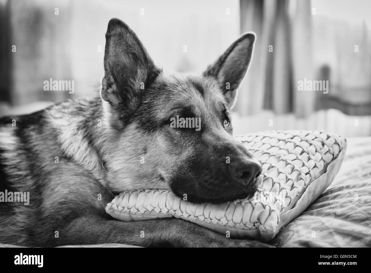 Alsatian, Dog, German Shepherd Stock Photo - Alamy