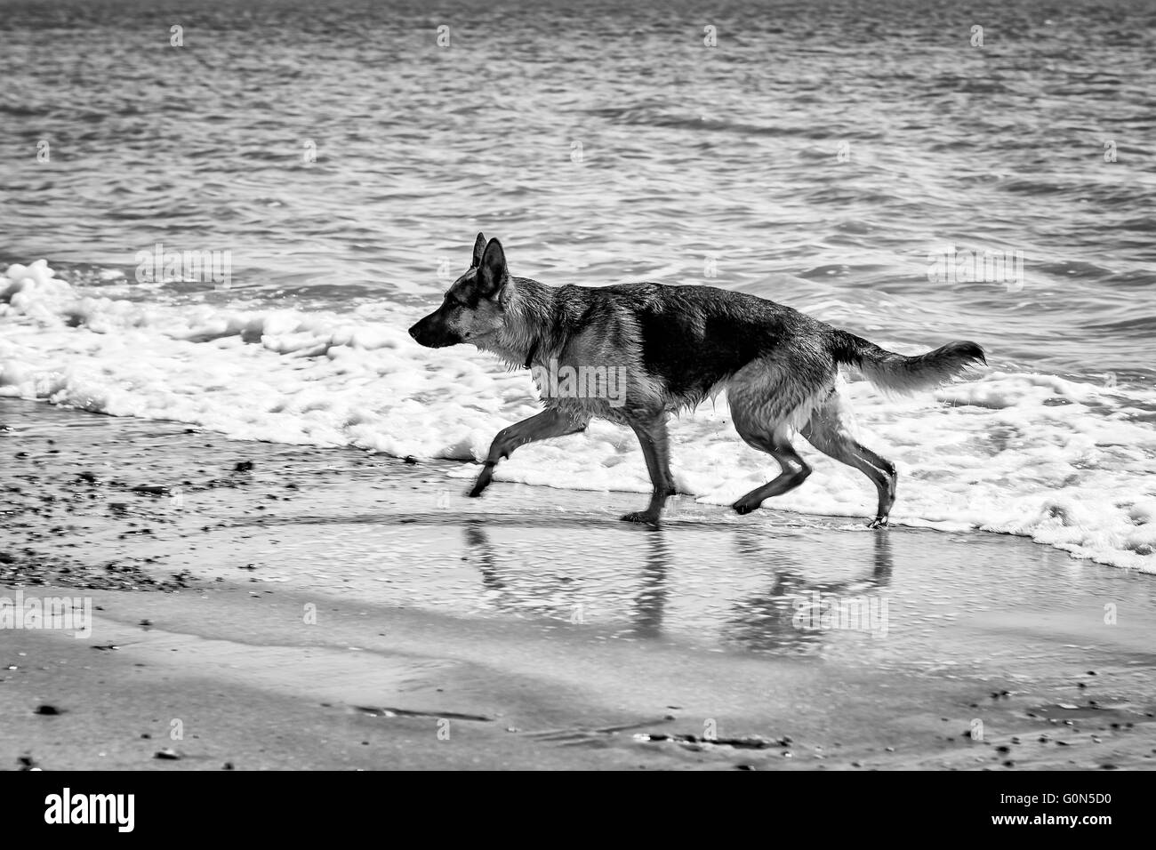 German Shepherd Alsatian Stock Photo - Alamy
