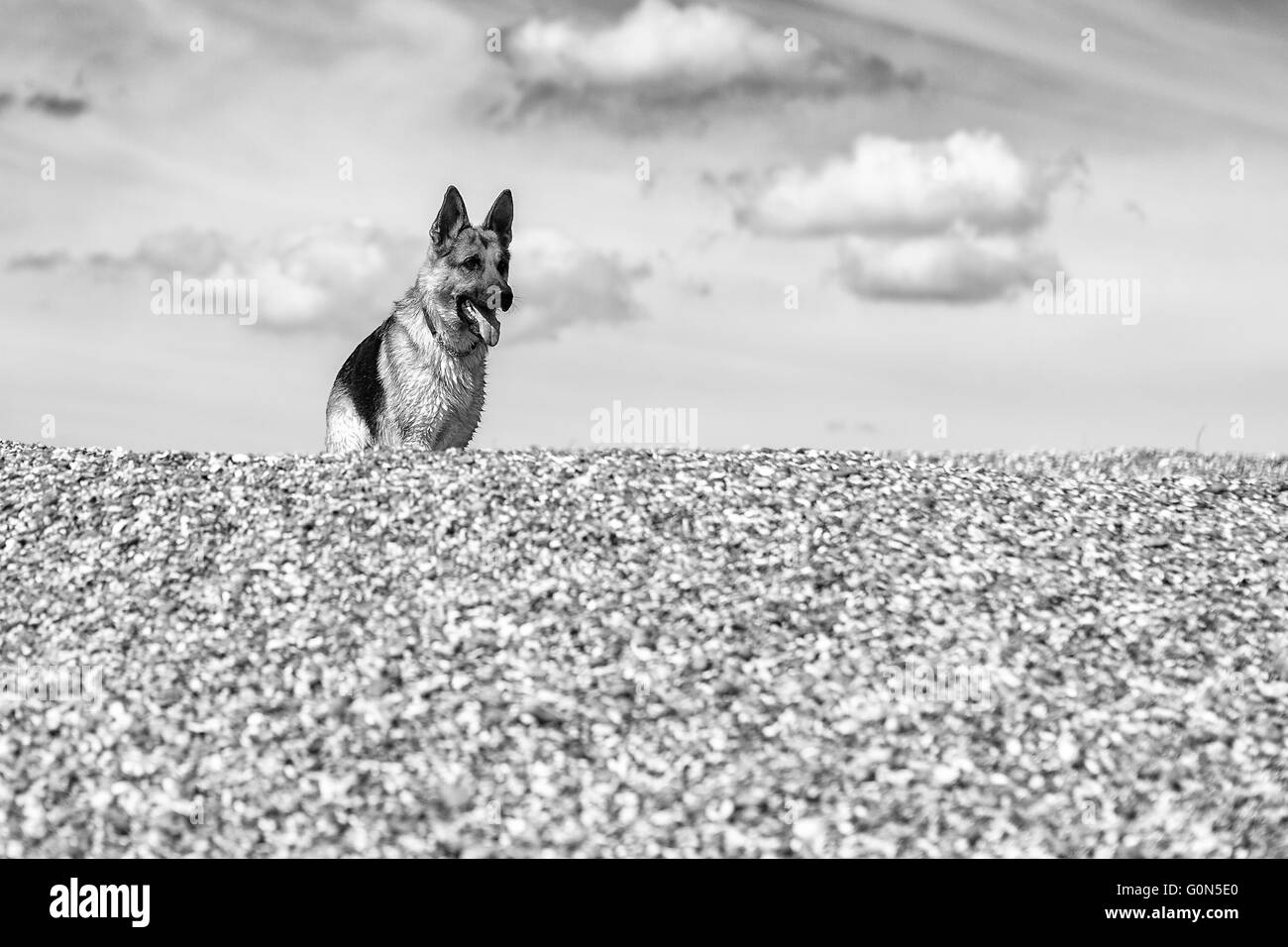 German Shepherd Alsatian Stock Photo - Alamy