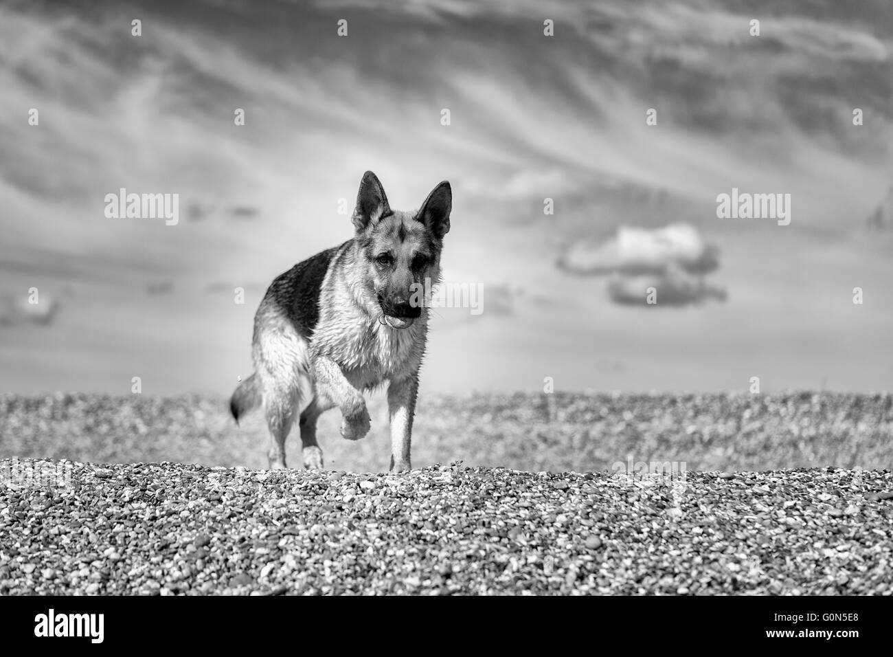 German Shepherd Alsatian Stock Photo - Alamy