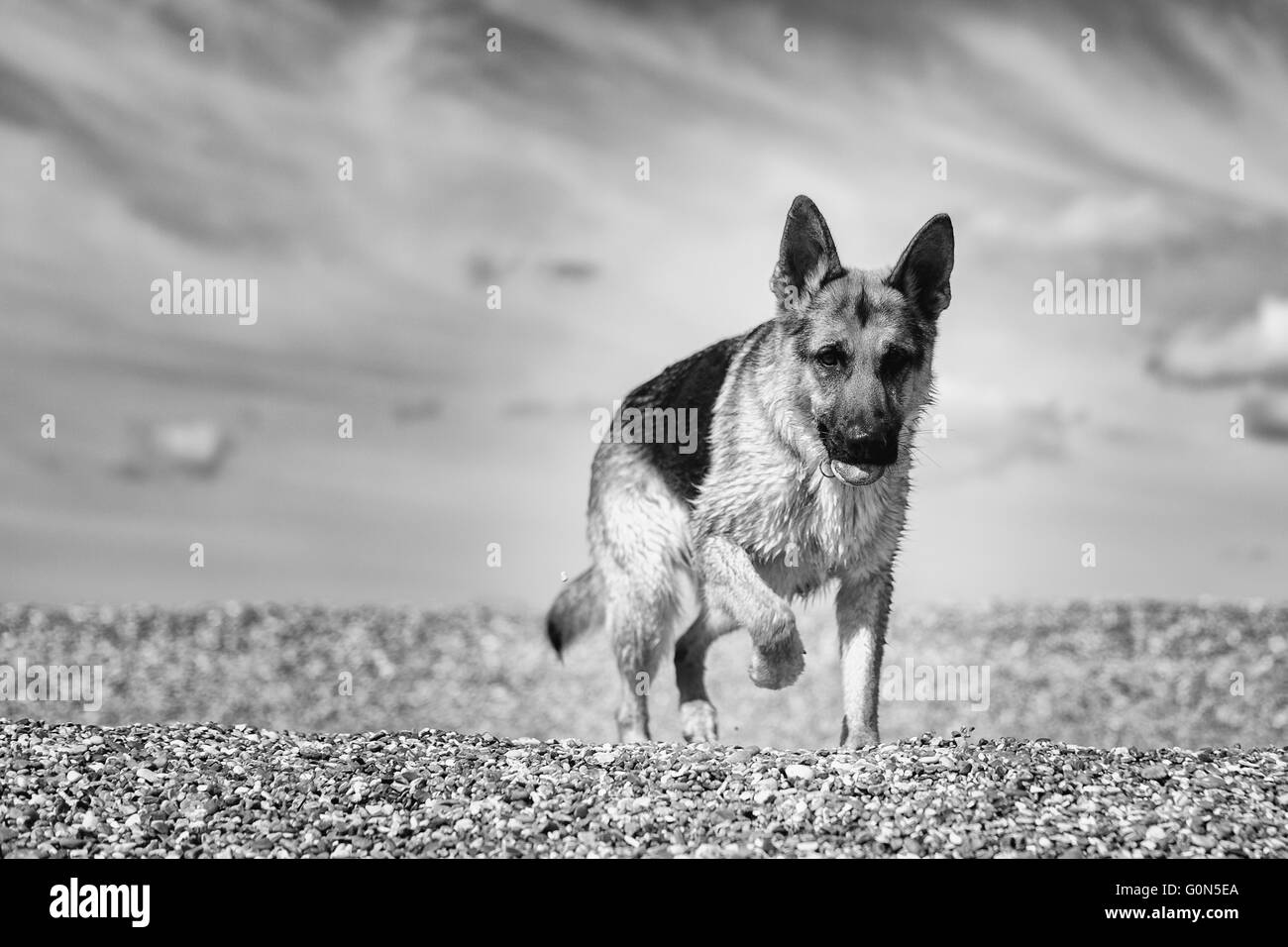 German Shepherd Alsatian Stock Photo - Alamy