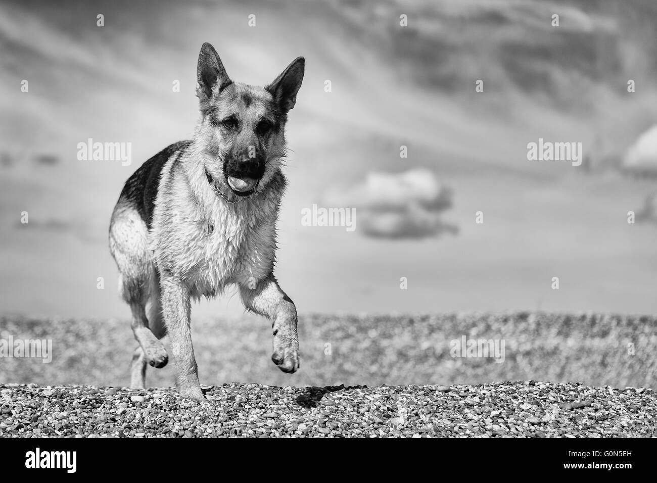 German Shepherd Alsatian Stock Photo - Alamy