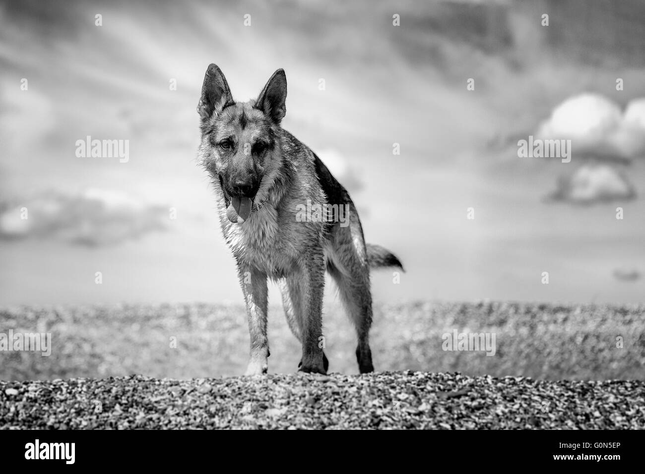 German Shepherd Alsatian Stock Photo - Alamy
