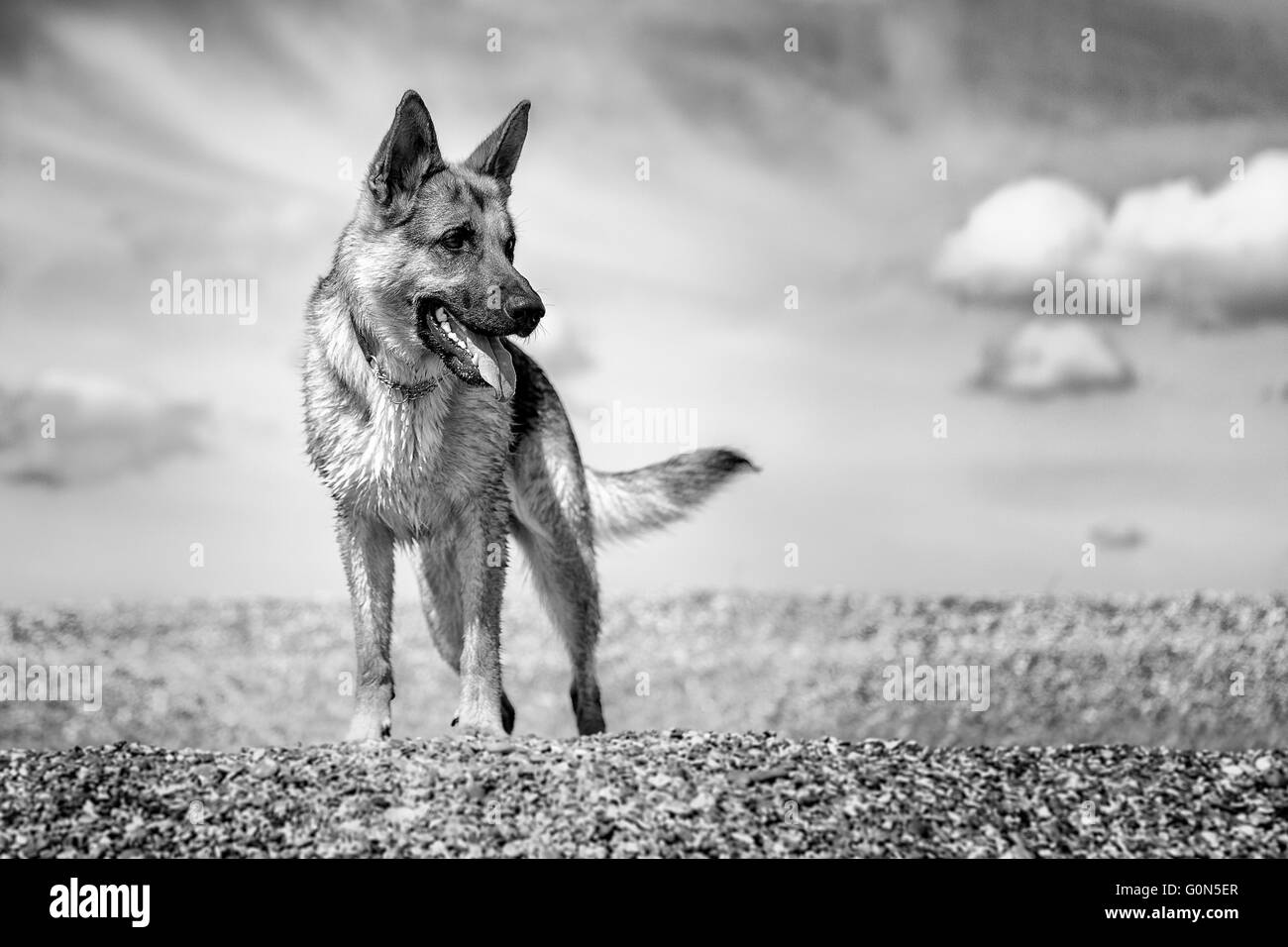 German Shepherd Alsatian Stock Photo - Alamy