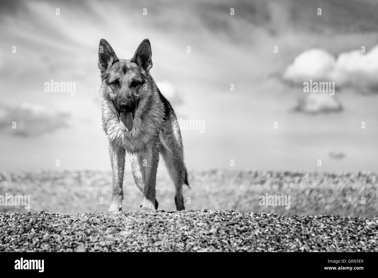 German Shepherd Alsatian Stock Photo - Alamy