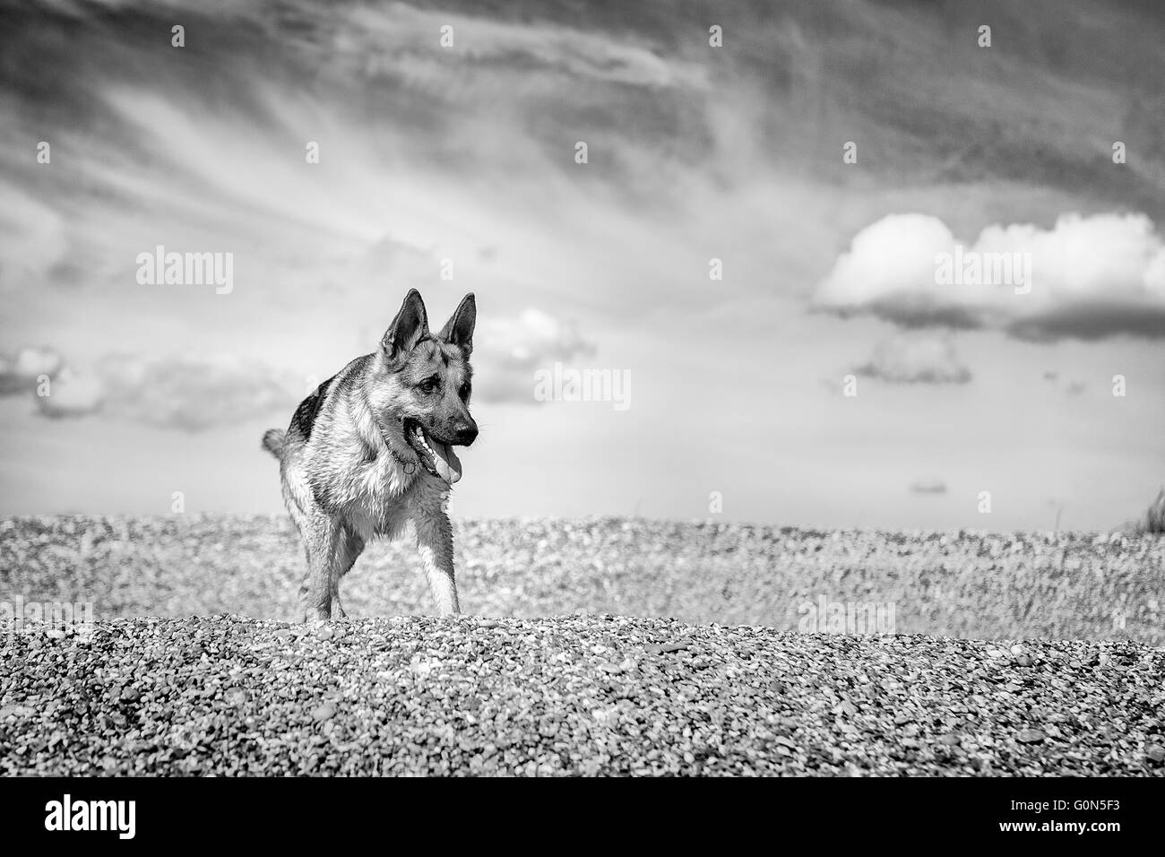 German Shepherd Alsatian Stock Photo - Alamy
