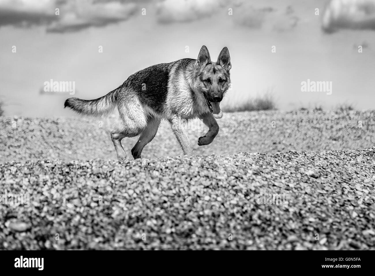 German Shepherd Alsatian Stock Photo - Alamy