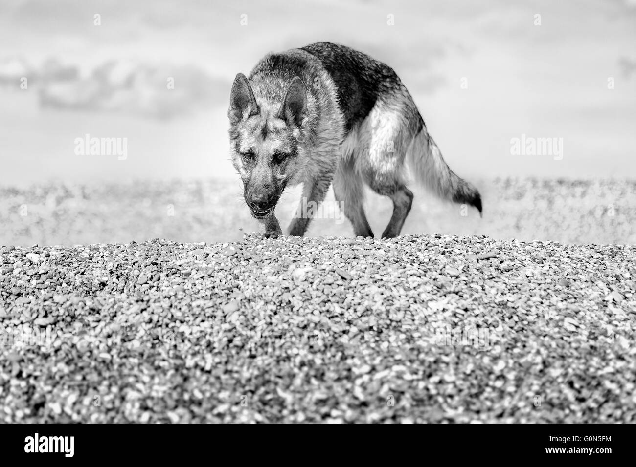 German Shepherd Alsatian Stock Photo - Alamy