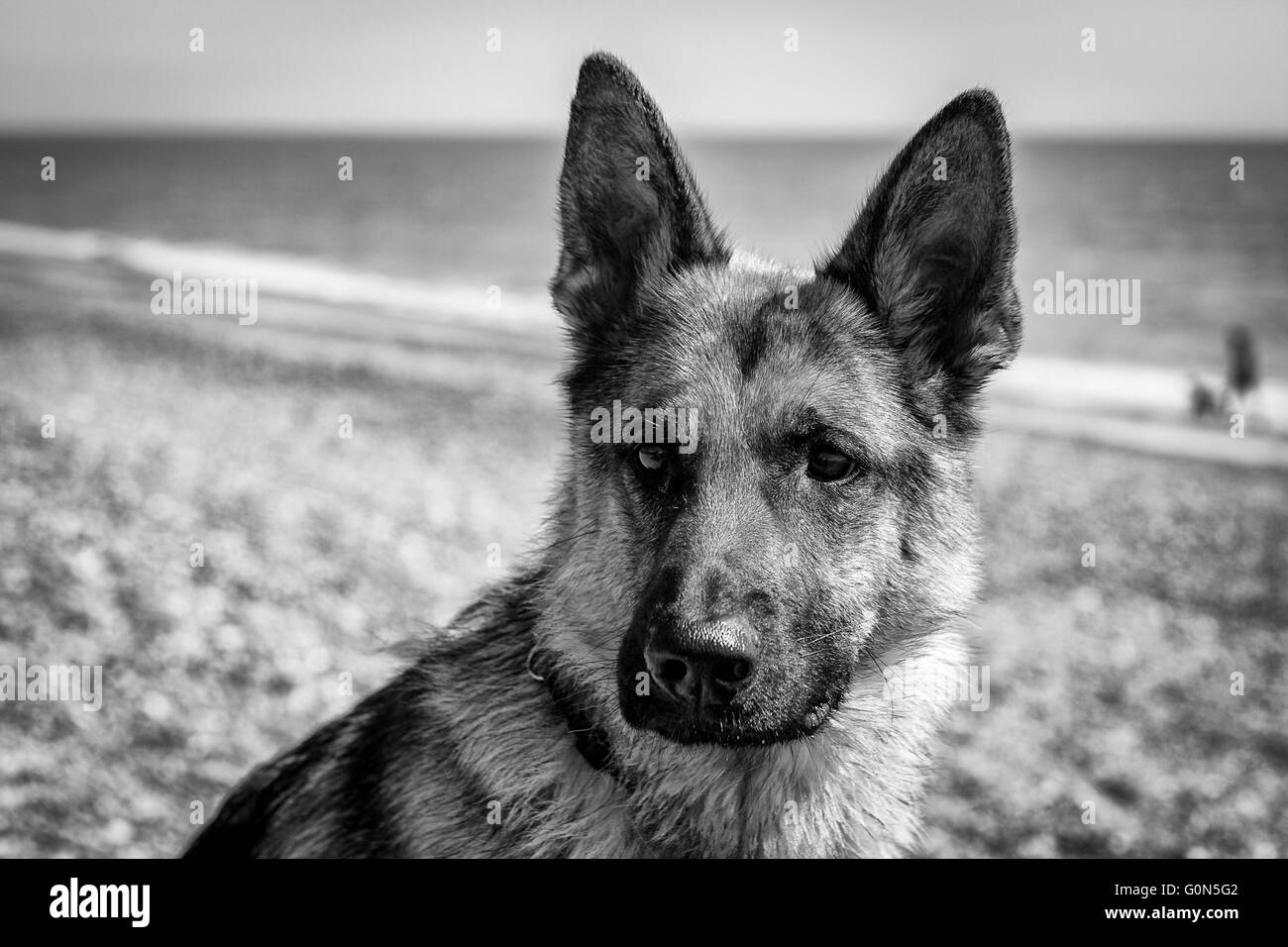 German Shepherd Alsatian Stock Photo - Alamy