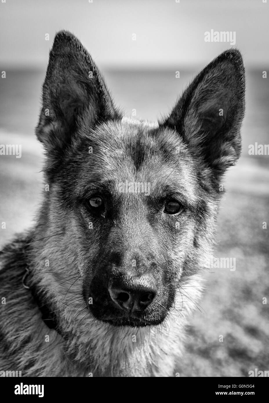 German Shepherd Alsatian Stock Photo - Alamy